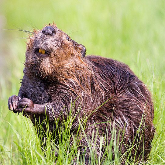 Strange and Fascinating Animal Teeth | Lakeland Family Dentistry
